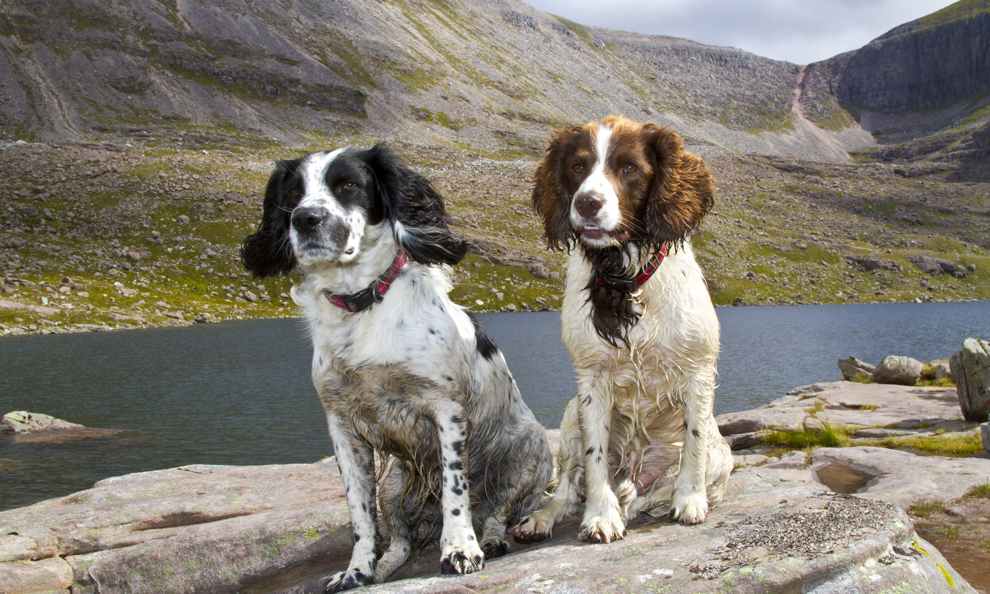 What Does The Term Animal Suffering Mean To You PET CPD Emotions R Us what-does-the-term-animal-suffering-mean-to-you-pet-cpd-emotions-r-us